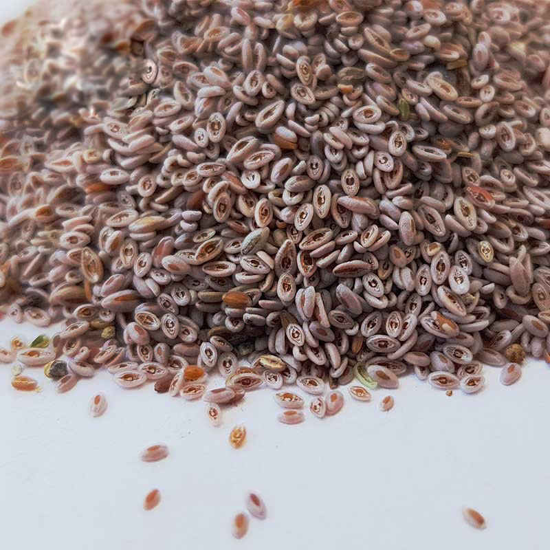 Dried Ispaghula Seeds (Psyllium) » ShopiPersia