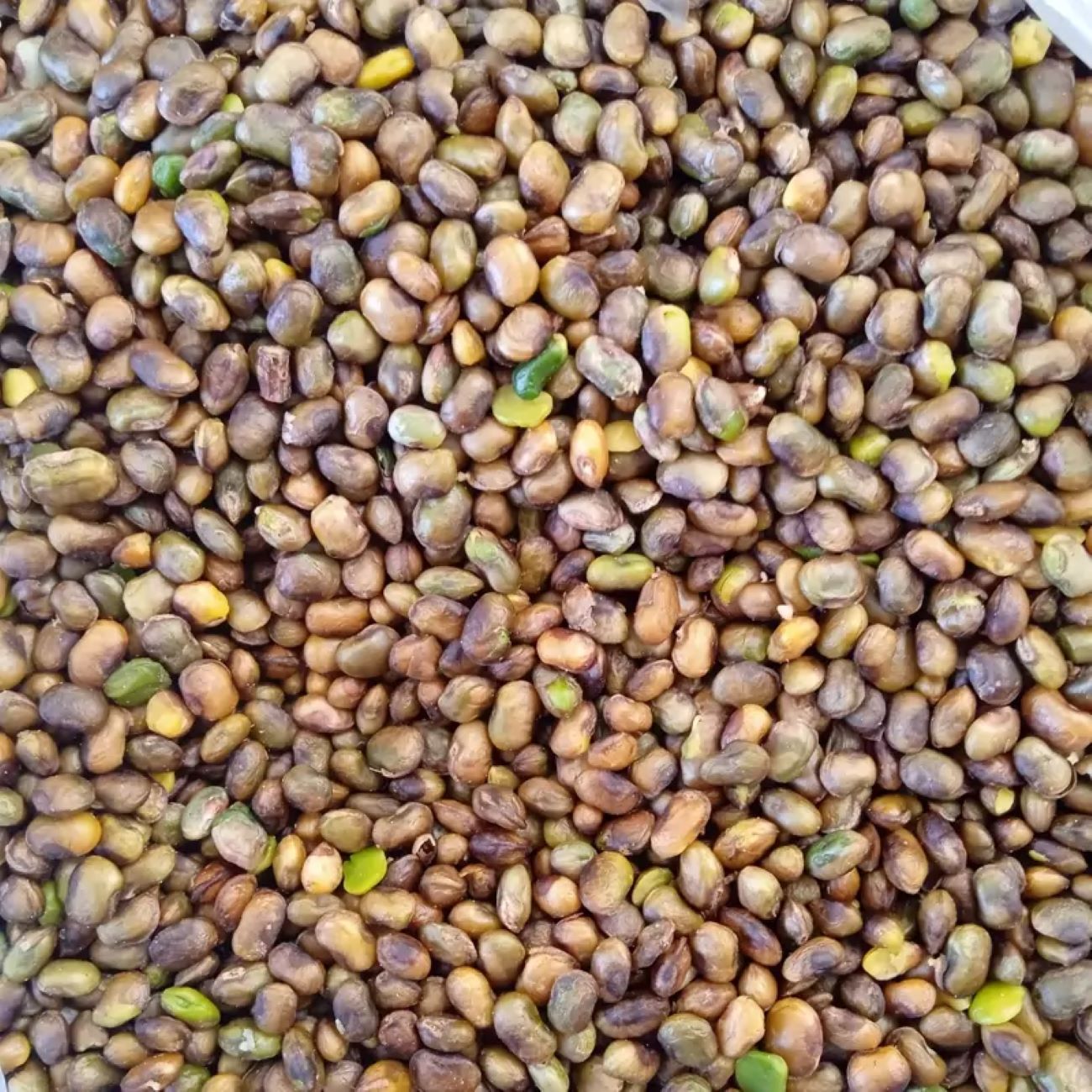 Shelled Kurdish Pistachios – Wild Mountain Pistachios, Pistacia ...