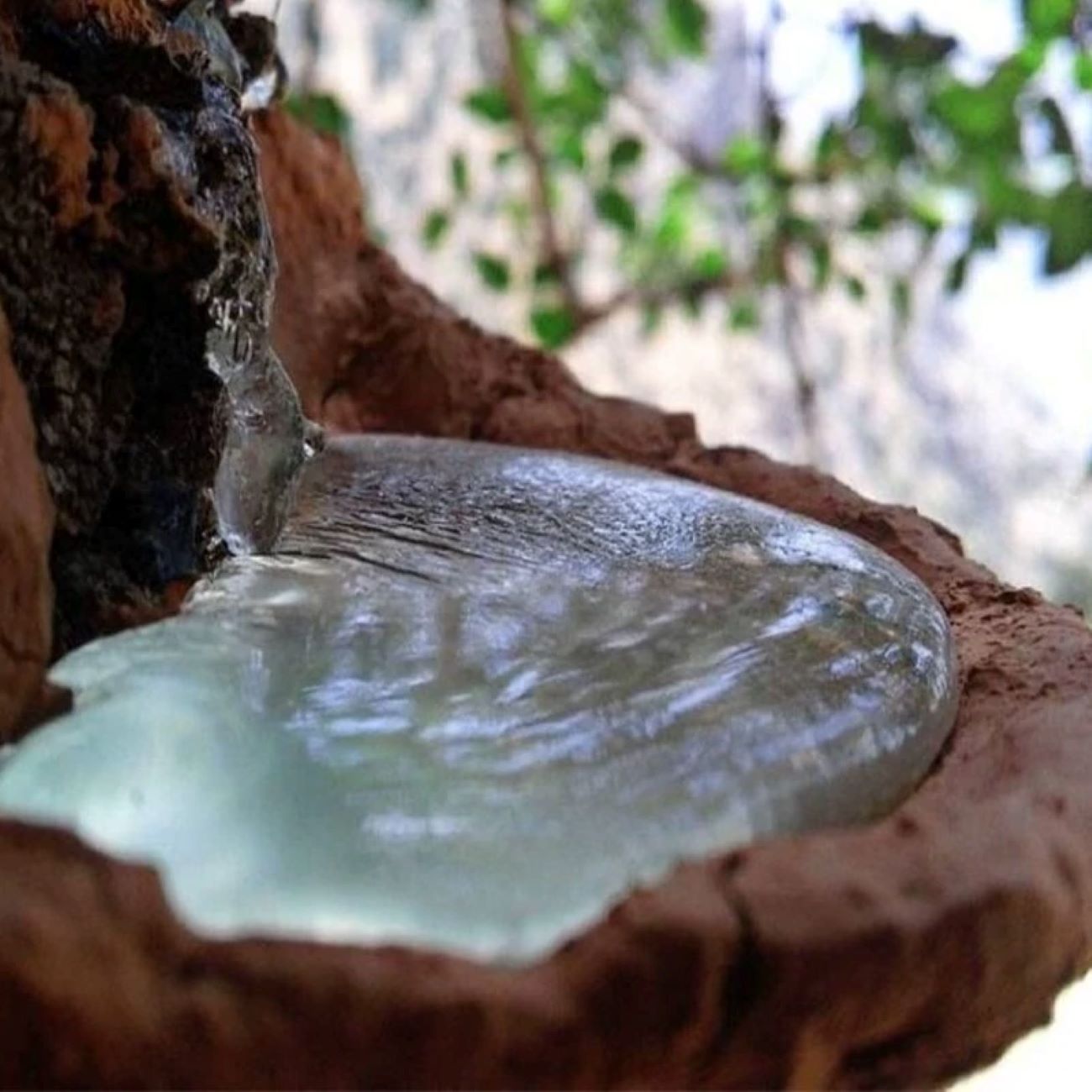 Natural Chewing Gum ( Saqez ) for Healthy & Refreshing Oral Enjoyment ...